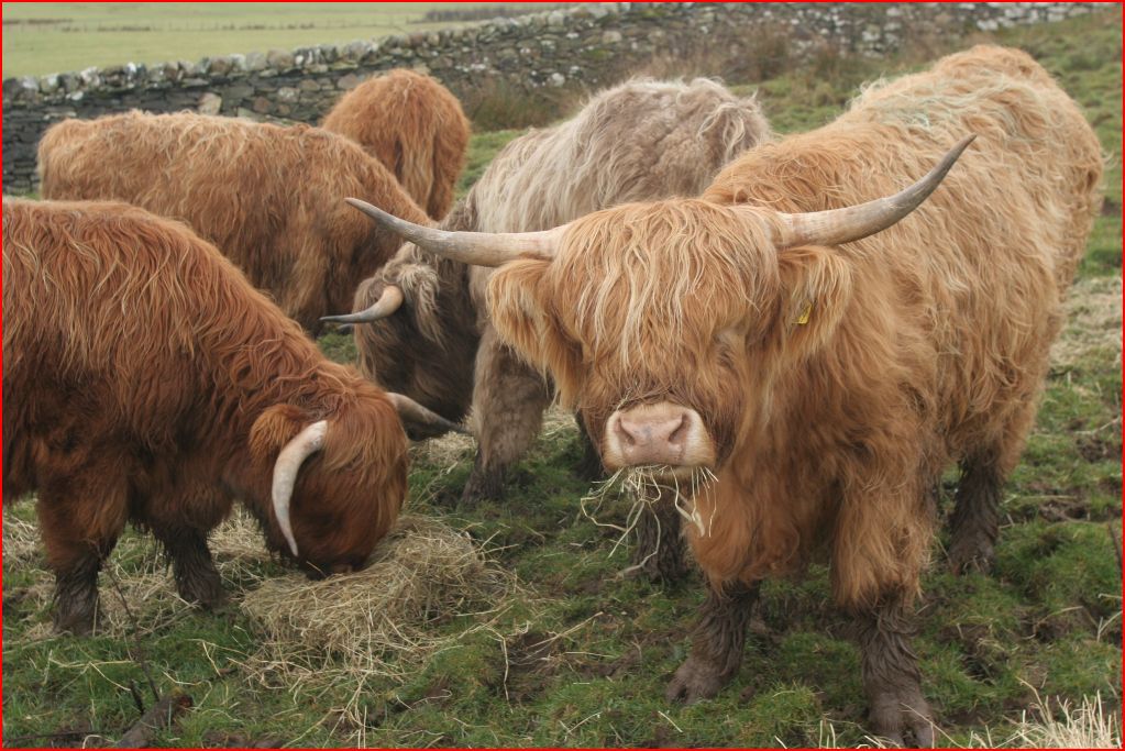 Islay Natural History Trust: New bullocks for the Shorefield