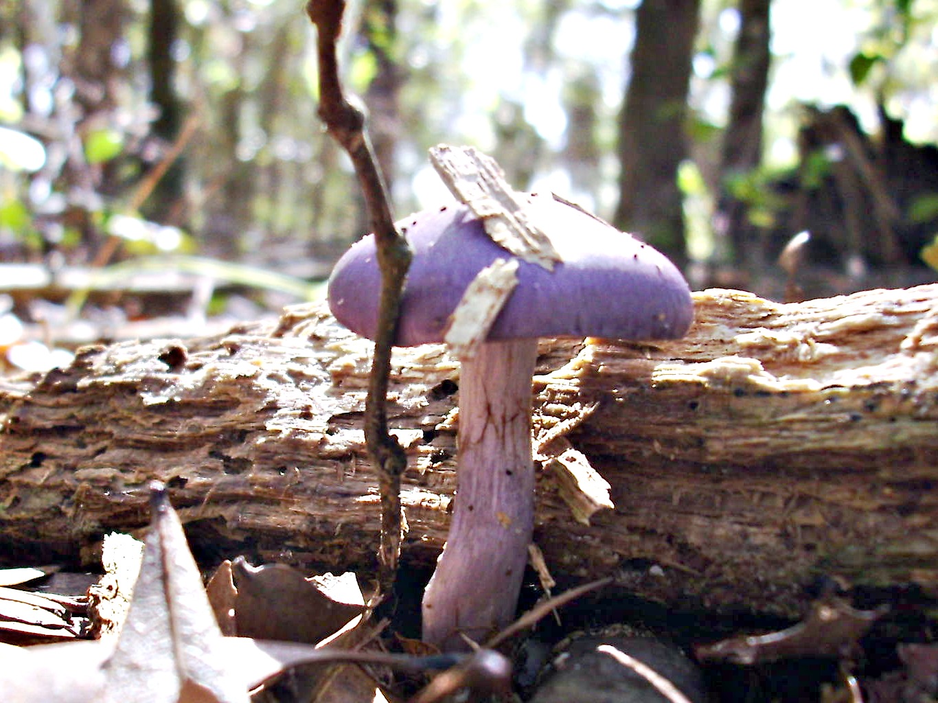 Studio By The Forest