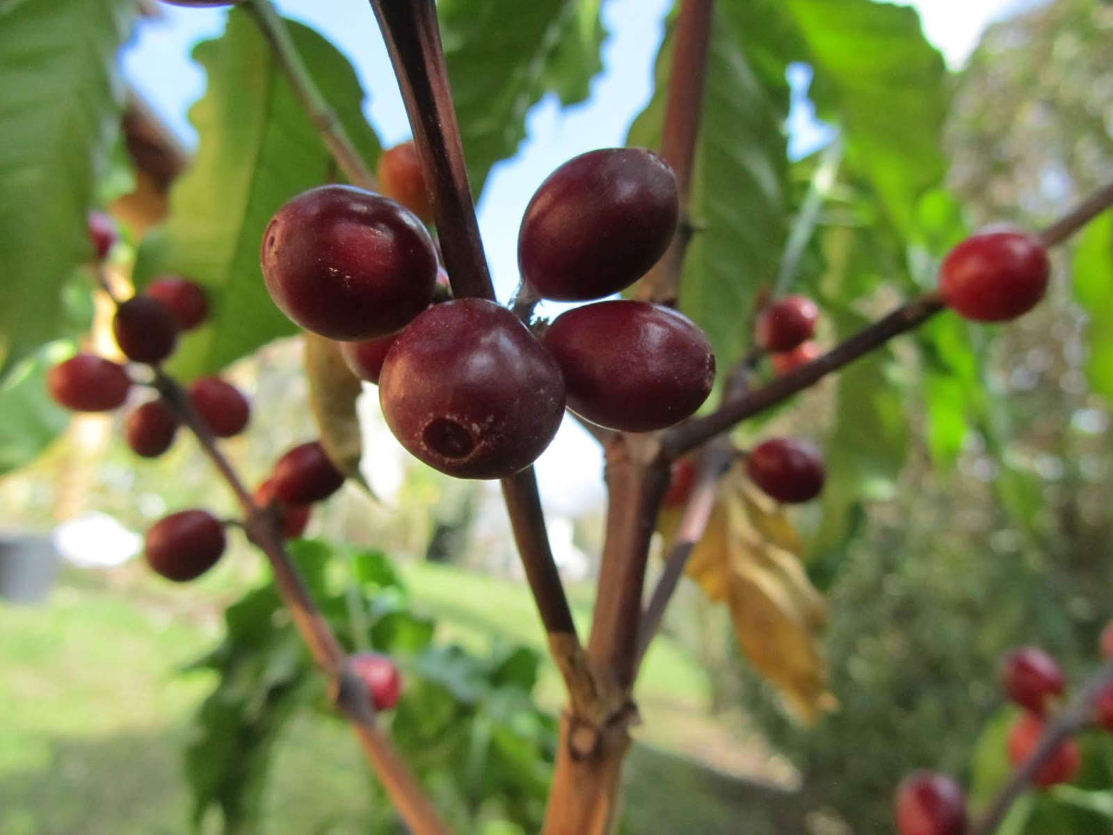Dove Cresce la Pianta del Caffè (Coffea arabica o Coffea canephora ...