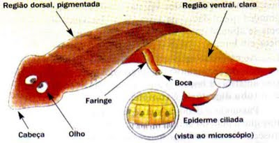 Blog de Biologia: Platelmintos
