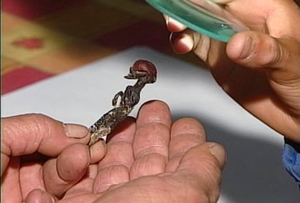 Atacama Alien | Elixir Of Knowledge