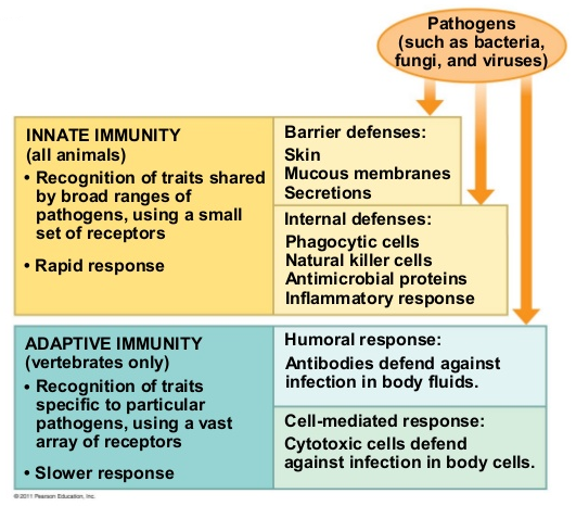 BIOLOGY is to serve mankind...: 2.11 IMMUNITY