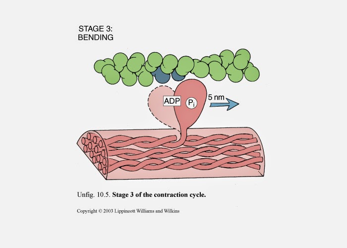Propanona: El ciclo de la contracción muscular.