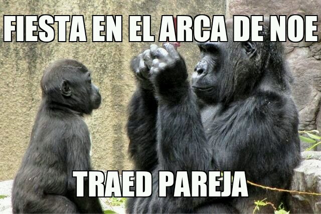 Meme Dominguero: Fiesta en el arca de Noé