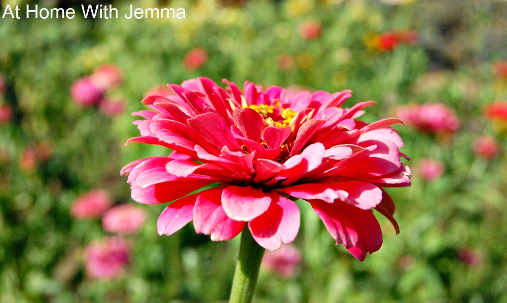 Growing Zinnias For The Home And Garden|Gardening Series 3 - At Home ...