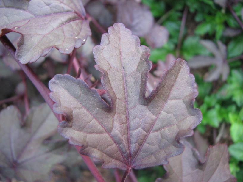 Verde Jardim: Folha roxa