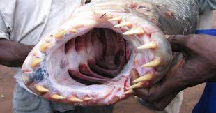 Dangerous and Exotic Fish: Large Teeth - Part 2