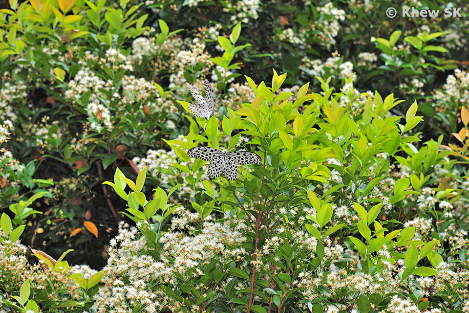 Butterflies of Singapore: Jan 28, 2018