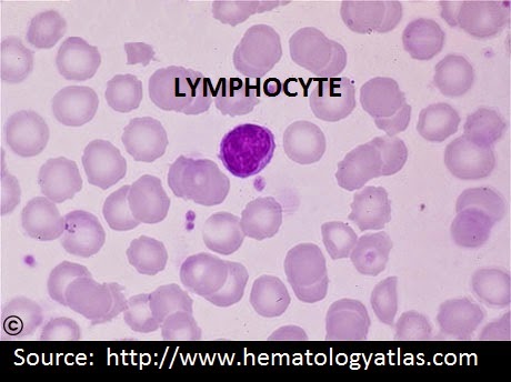 Lab Atlas: Lymphocyte