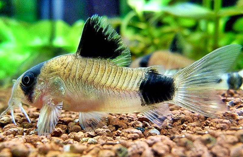 Jenis Ikan Hias Corydoras ~ Dunia Air