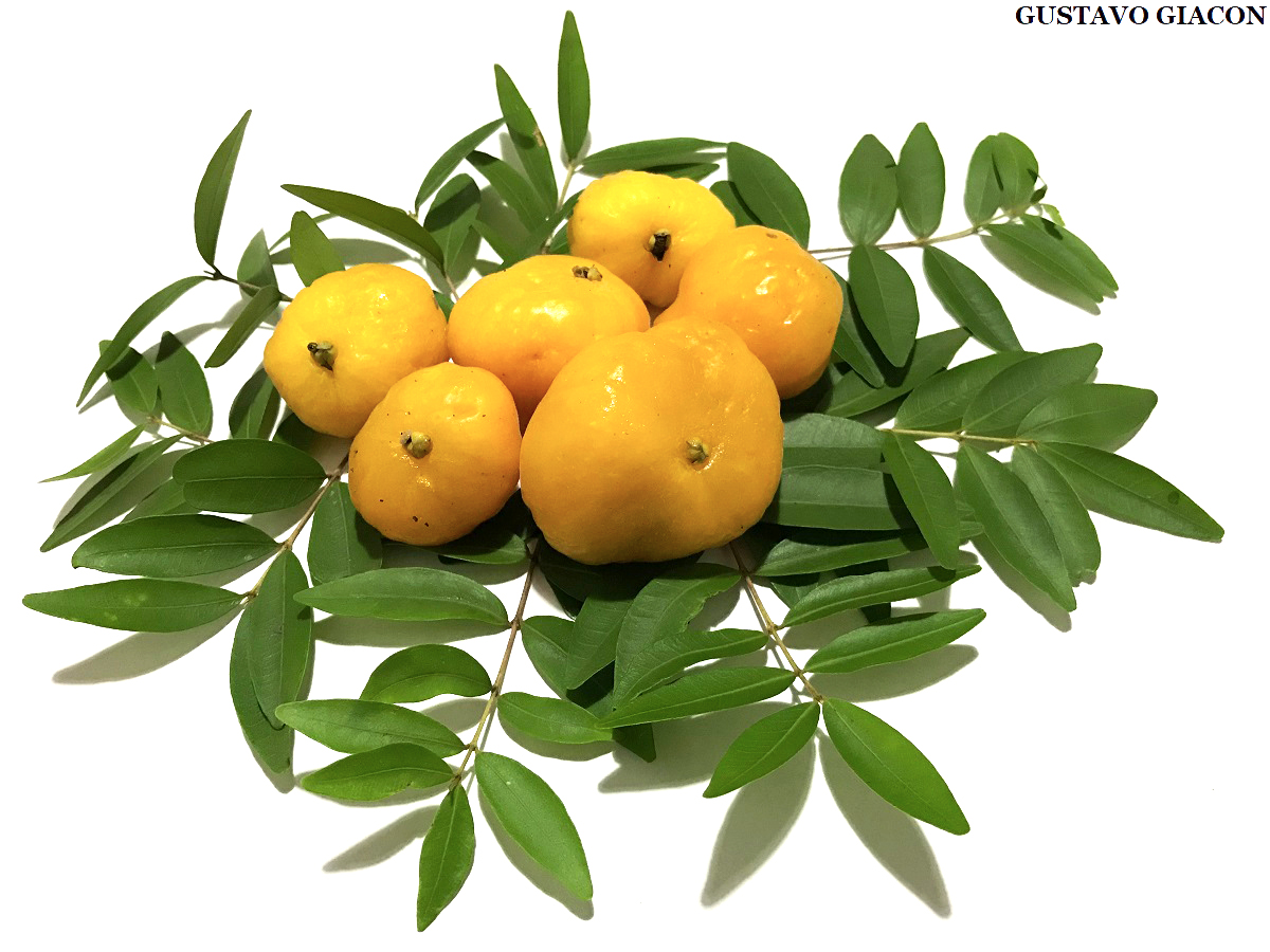 Viveiro Ciprest - Plantas Nativas e Exóticas: Uvaia Rugosa ( Eugenia ...