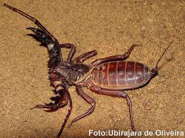 Clase Arachnida: Orden Uropygi (vinagrillos)