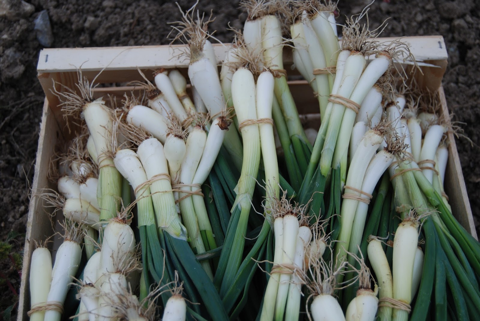 cebette - France news collections