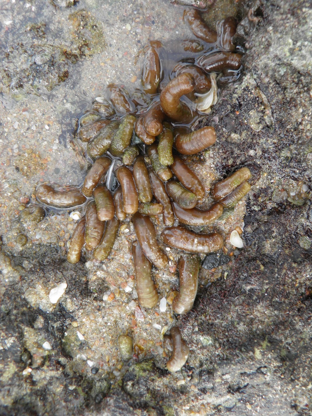 Marine Practical – Rocky Shores Visit | Nature Notes 2013