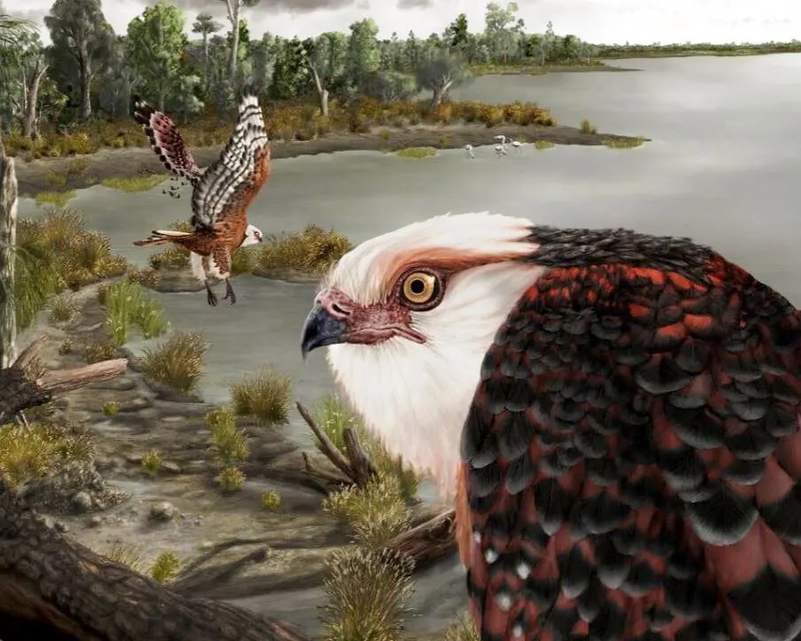 Species New to Science: [PaleoOrnithology • 2021] Archaehierax ...