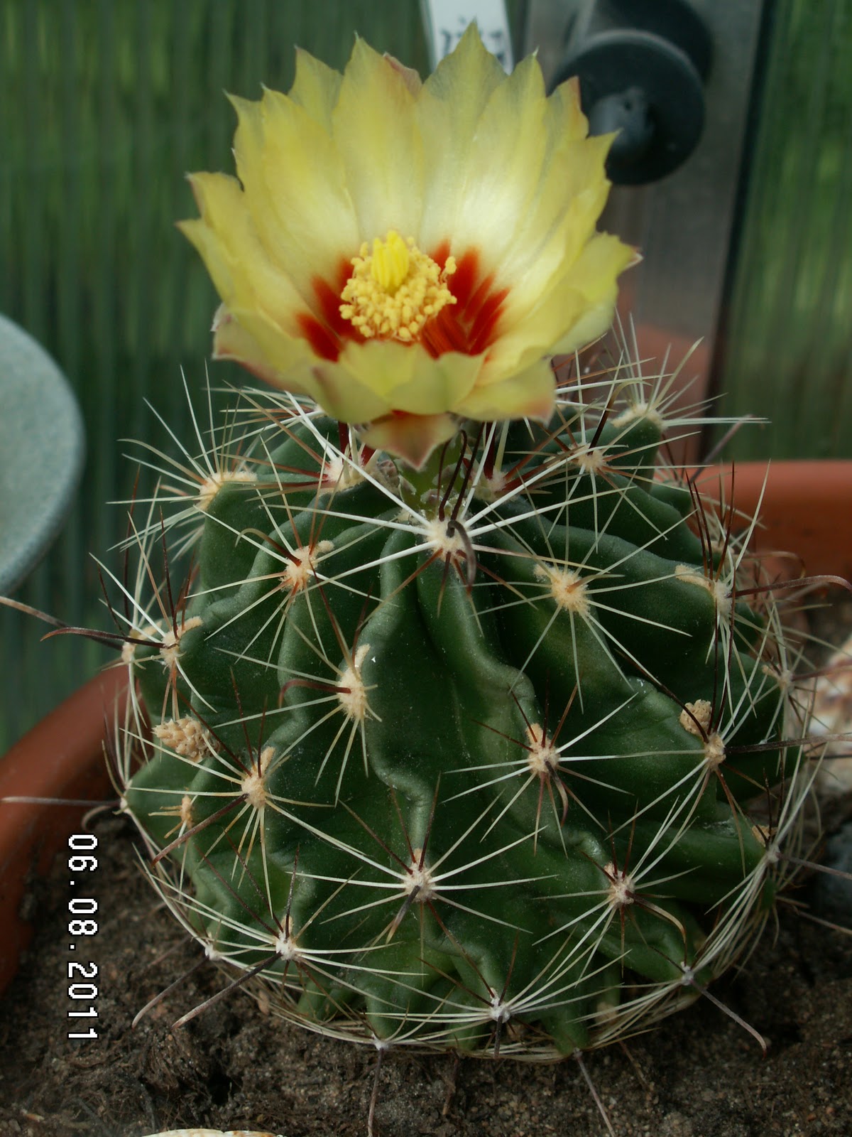 Kaktukset: Ferocactus setispinus