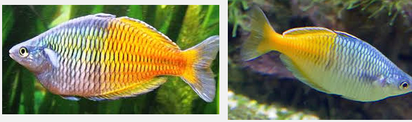 Mengenal Ikan Rainbow Boesemani yang Menggemparkan Dunia Ikan Hias