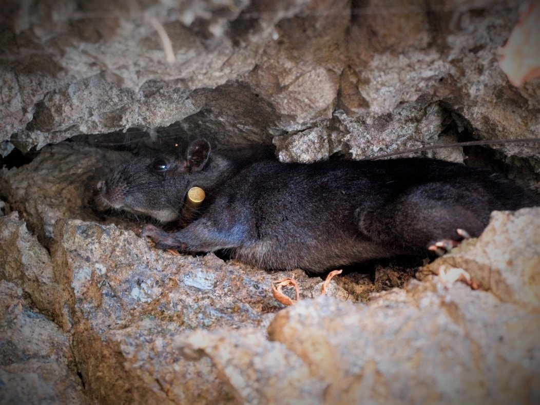 Species New to Science: [Mammalogy • 2020] Laonastes aenigmamus • Using ...