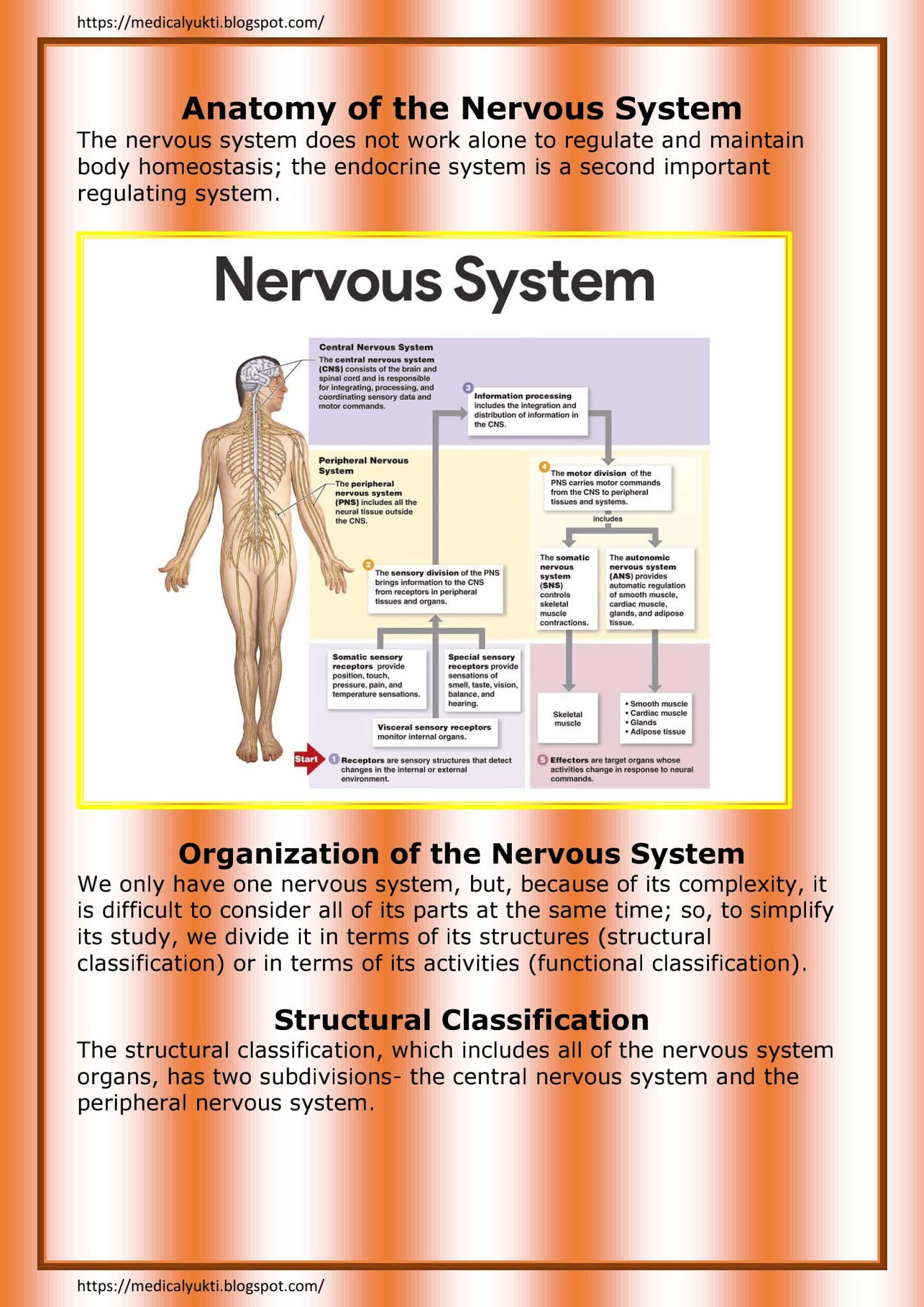 Nervous System Anatomy Physiology - Medical Yukti