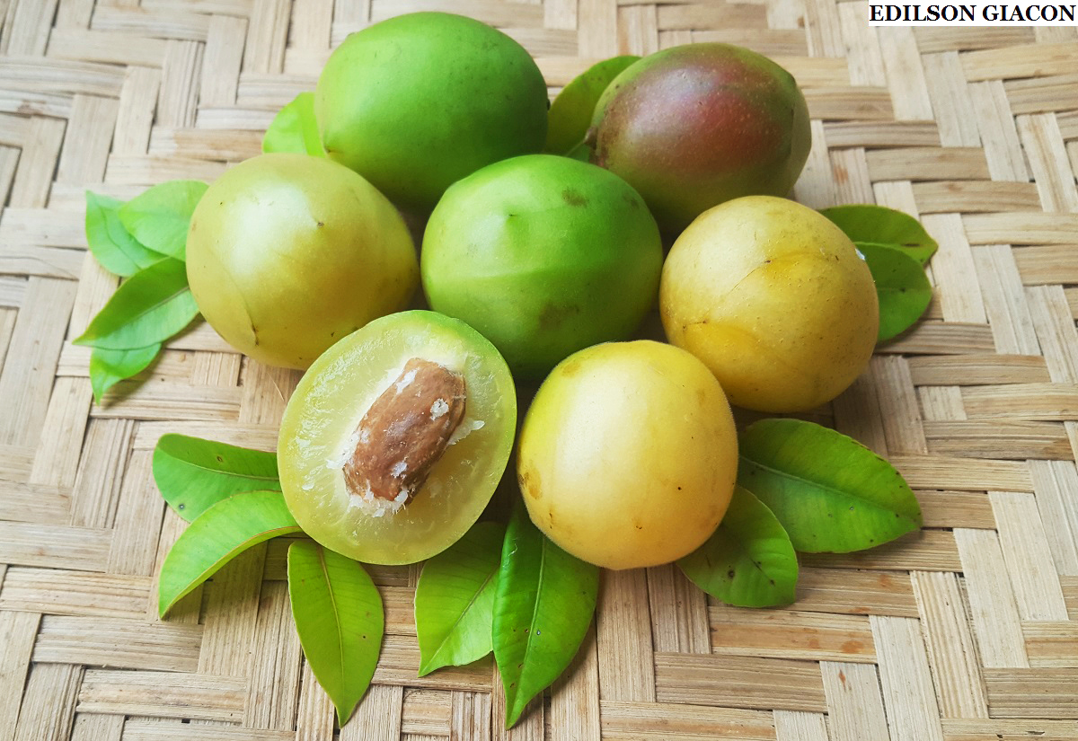 Viveiro Ciprest - Plantas Nativas e Exóticas: Umbo ( Spondias tuberosa )