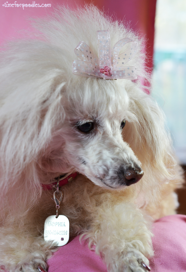 Time For Poodles And Friends