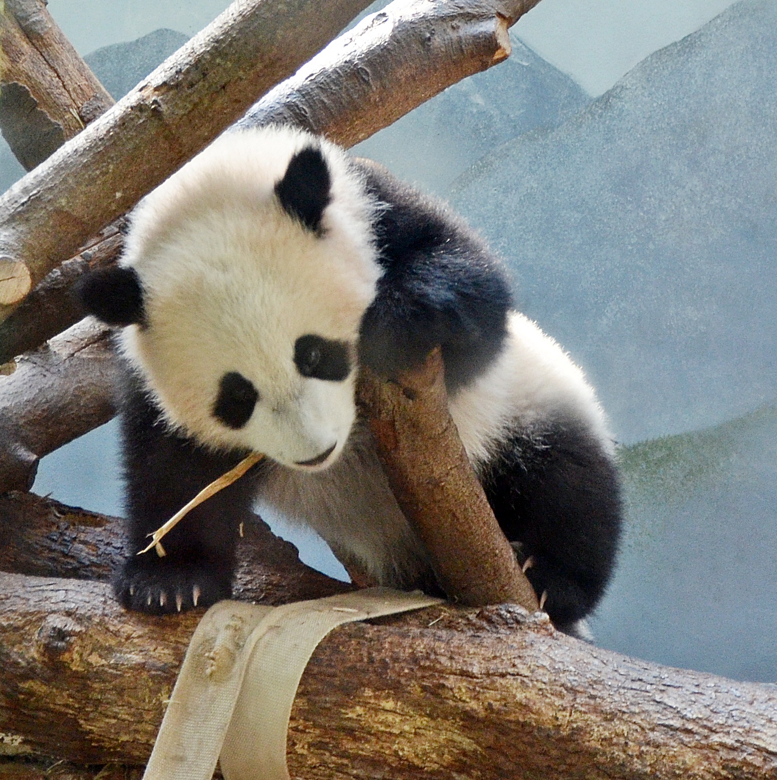 Dina's City Wildlife Adventures: Po at Zoo Atlanta