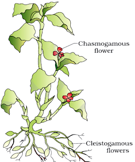Sexual Reproduction in Flowering Plants - Notes | Class 12 | Part 2 ...