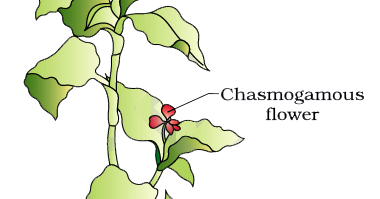 Welcome to the Living World: Sexual Reproduction in Flowering Plants ...