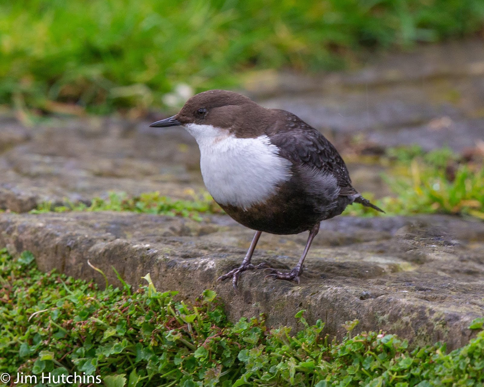 I love this time of year I really do - a weeks amazing birding!
