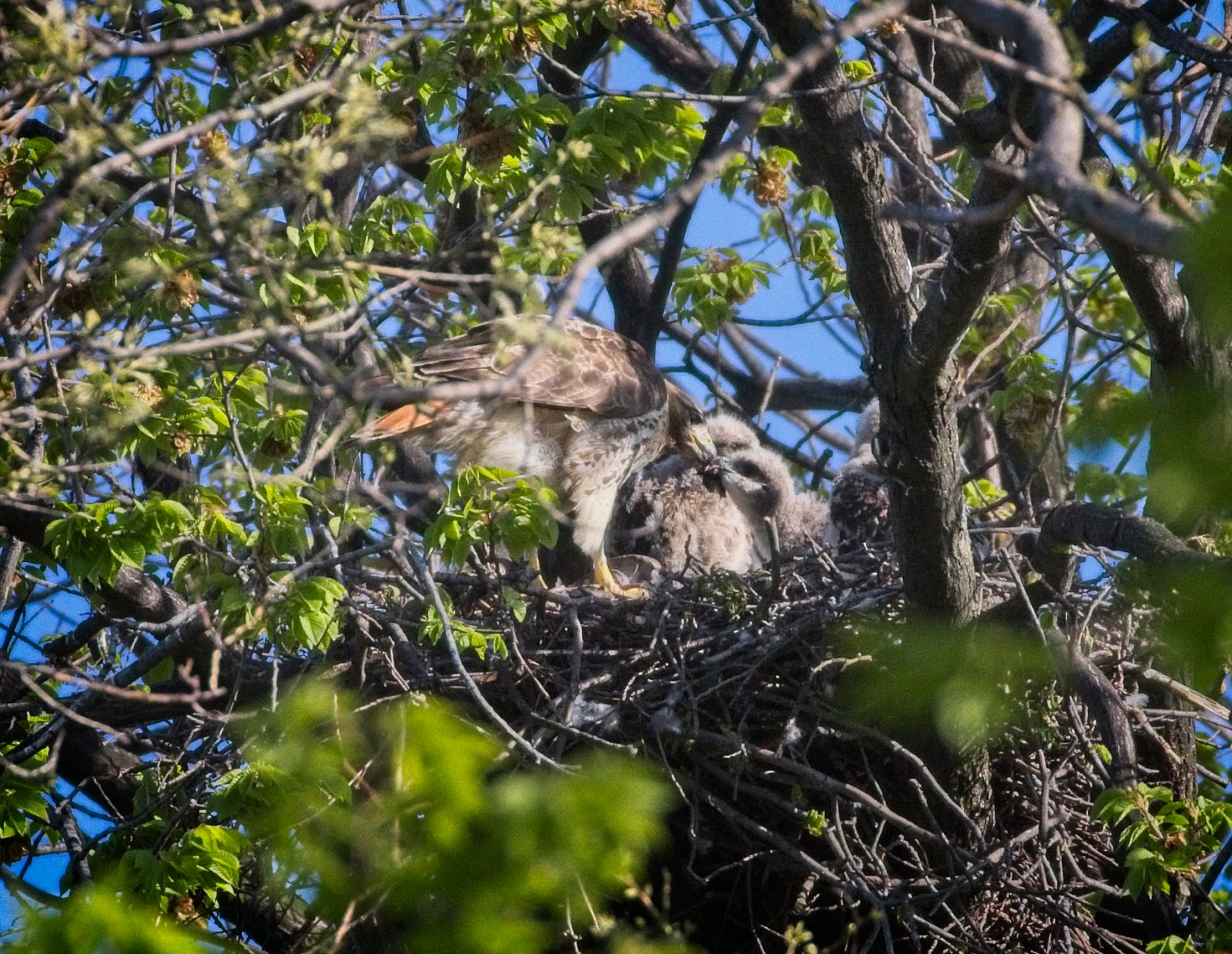 Laura Goggin Photography: This week's Tompkins Square hawk chick update