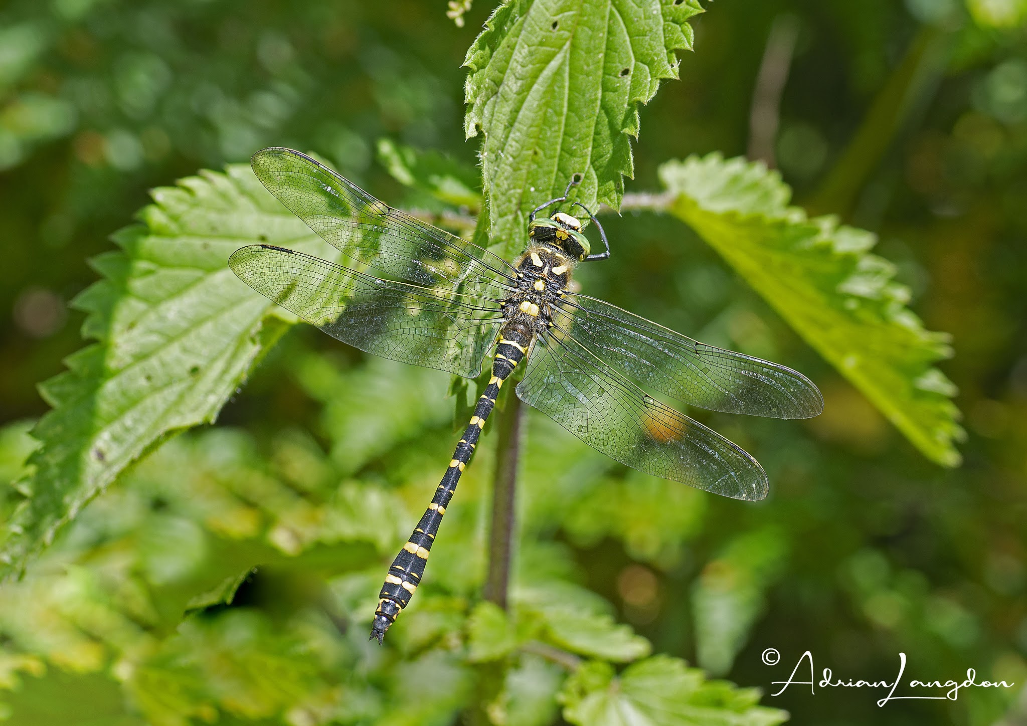images-naturally!: Cornwall Wildlife Trust Photographic Group field ...