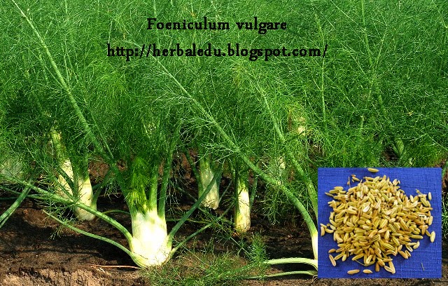 Foeniculum vulgare - Maha duru - මහදුරැ - Herbal Plants of Asia