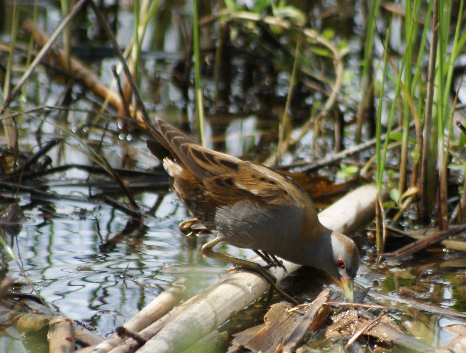 Birding Axarquia: Axarquia Bird Group visit to Charca de Suarez