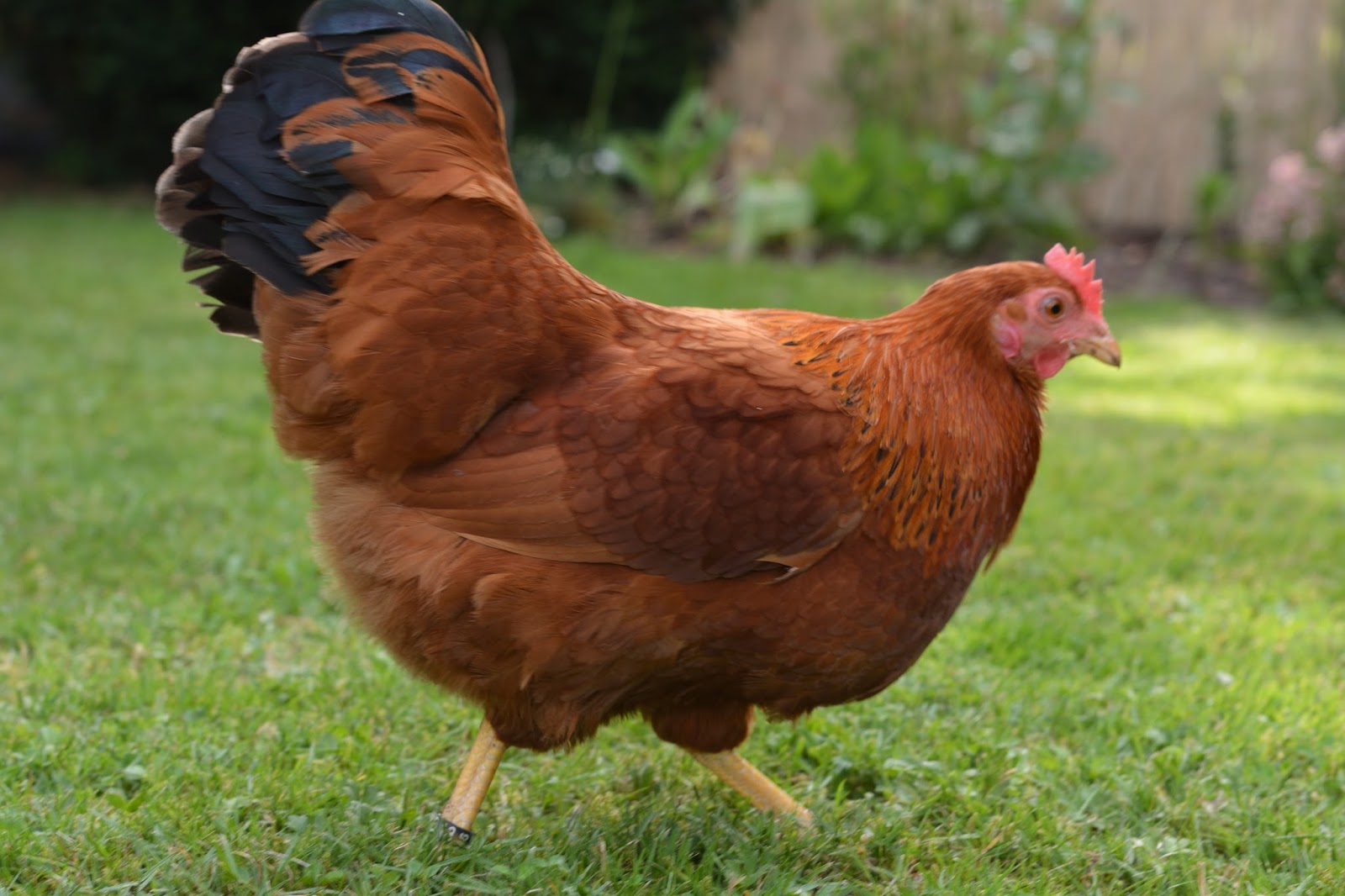 Die richtige Hühnerrasse