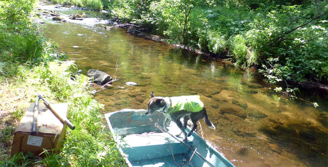 The Trail Mutt Reports: Clearing the Pilgrim River Watershed trails
