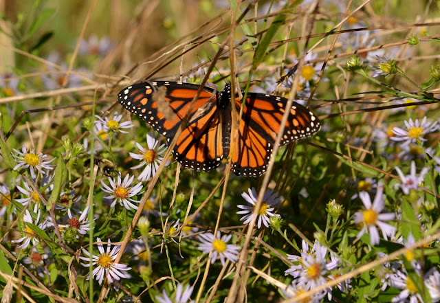 Woods Walks and Wildlife: 2017