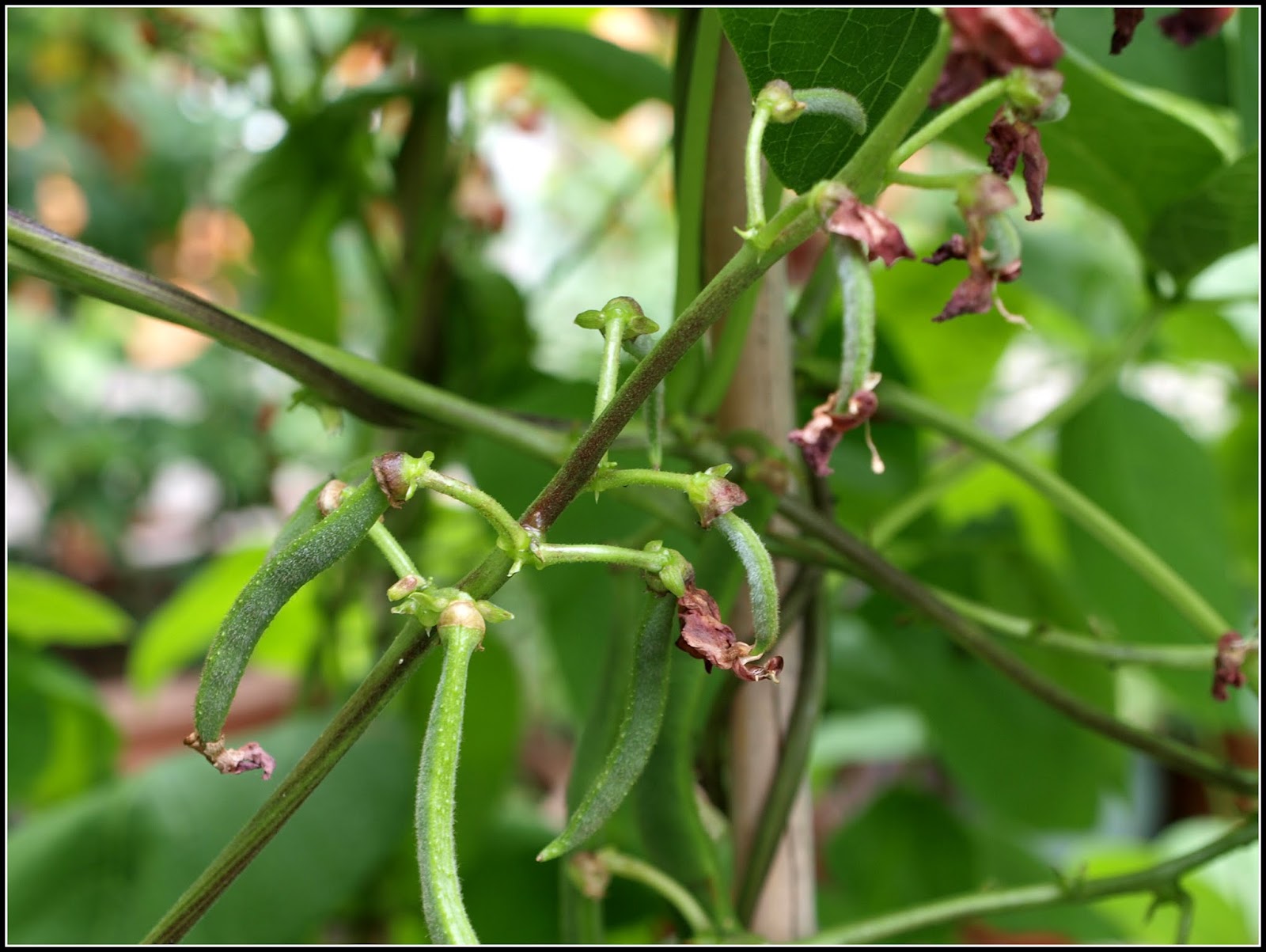 Mark's Veg Plot: Climbing Beans - progress, and a surprise
