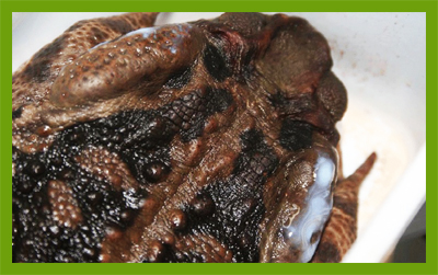 Biologando - Profª Juliana Viana: O leite que sai do sapo cega?