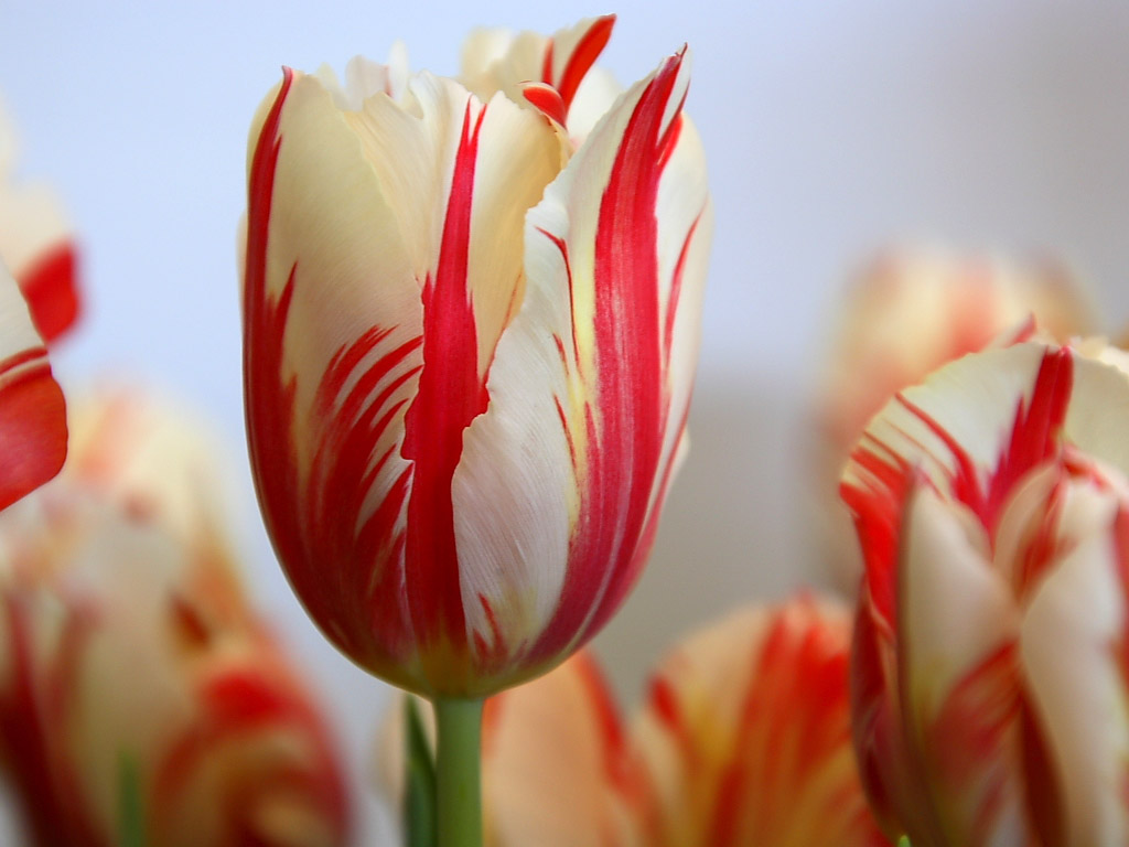 Tulips: Tulip Flower Wallpaper
