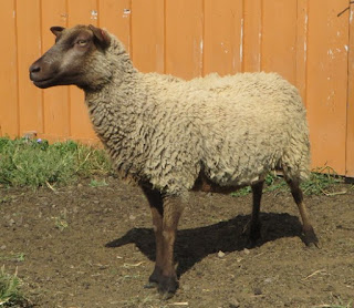 Whispering Pines Farm Registered Shetland Sheep: What I am working on