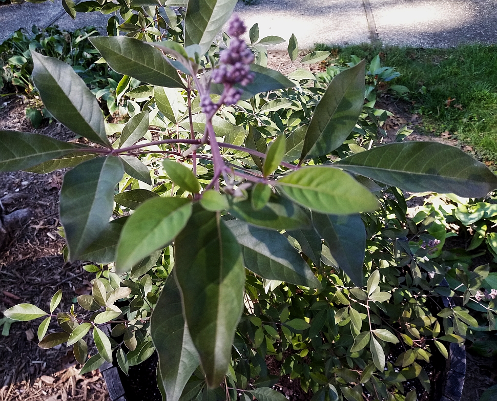 Future Plants by Randy Stewart: Vitex - the Chaste Tree family