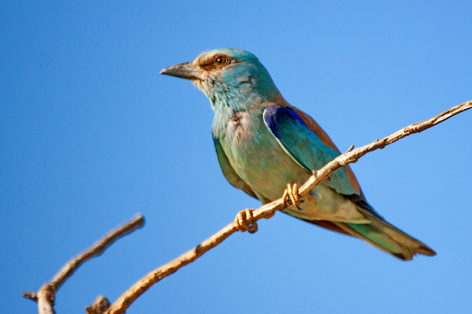 Fotografía y Naturaleza en Doñana: Carraca (Coracias garrulus)