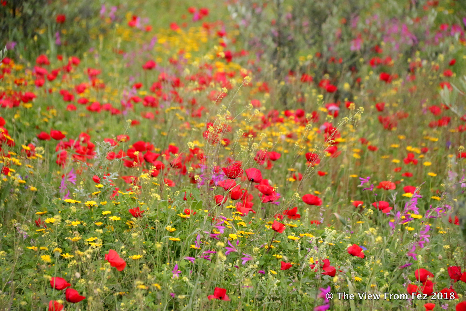 THE VIEW FROM FEZ: Spring in the Moroccan Countryside