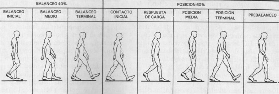 Dynamic Analysis of human walking: Biomecánica de la Marcha