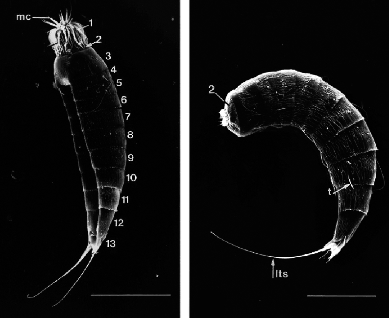 Klasifikasi 35 Filum dalam Kingdom Animalia (Hewan) - Generasi Biologi