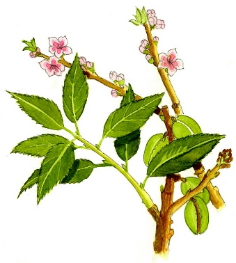 Estudios Bíblicos de Lucas Batalla: LA VARA DE AARÓN