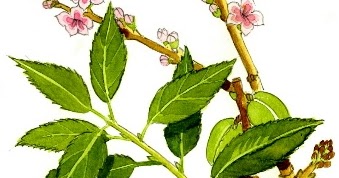 Estudios Bíblicos de Lucas Batalla: LA VARA DE AARÓN