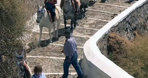 Global Travel News: Disturbing new expose show donkeys, mules beaten ...
