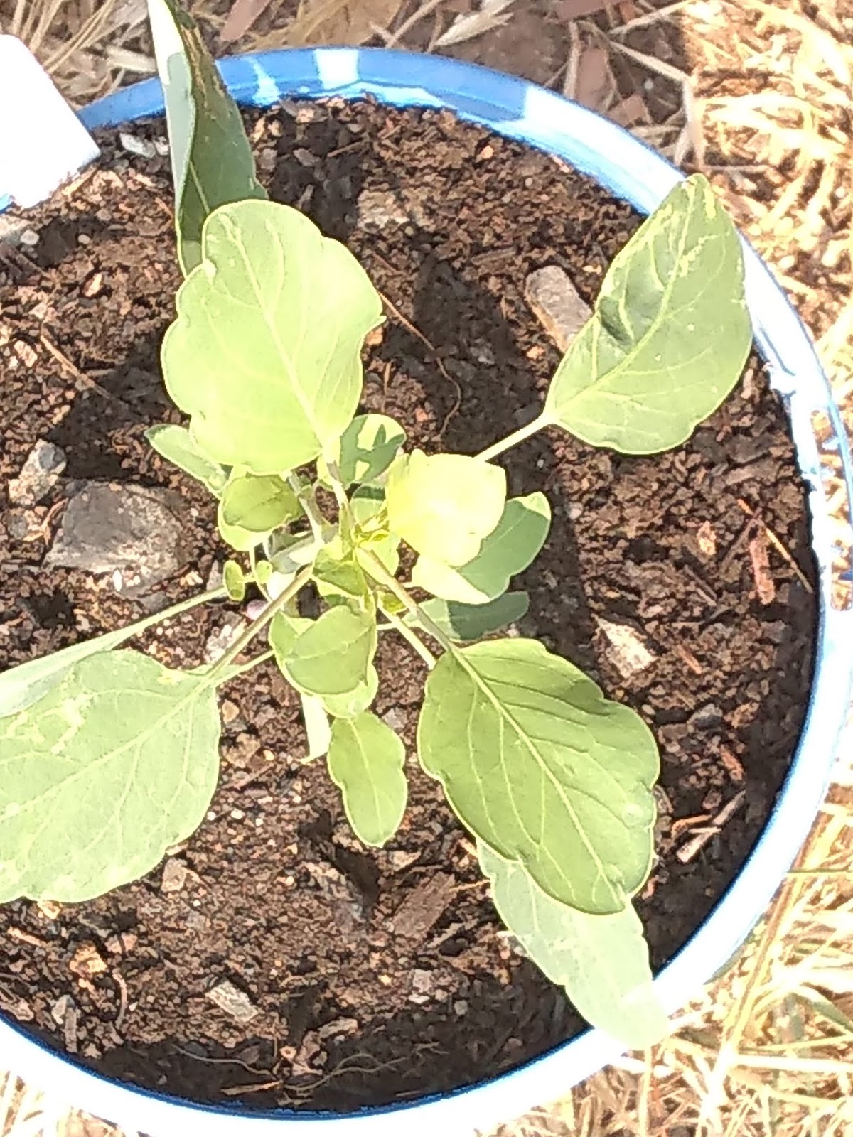 Mudflower: Summer Coriander, Papalo, and Quillquina
