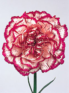 Canada Floral Delivery Blog: Carnation Facts & Trivia